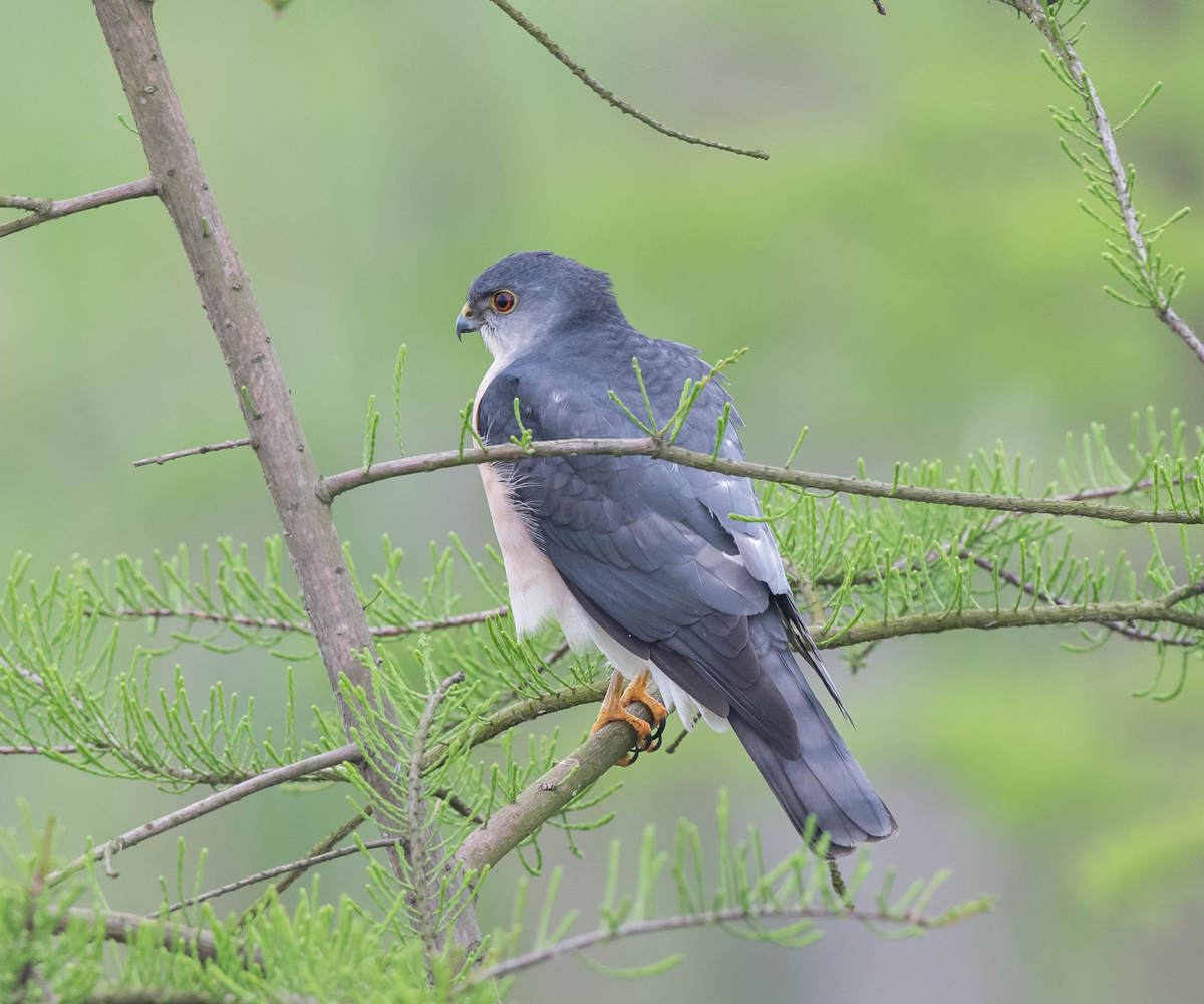 Raptors of Nanhui, Shanghai - 10,000 Birds