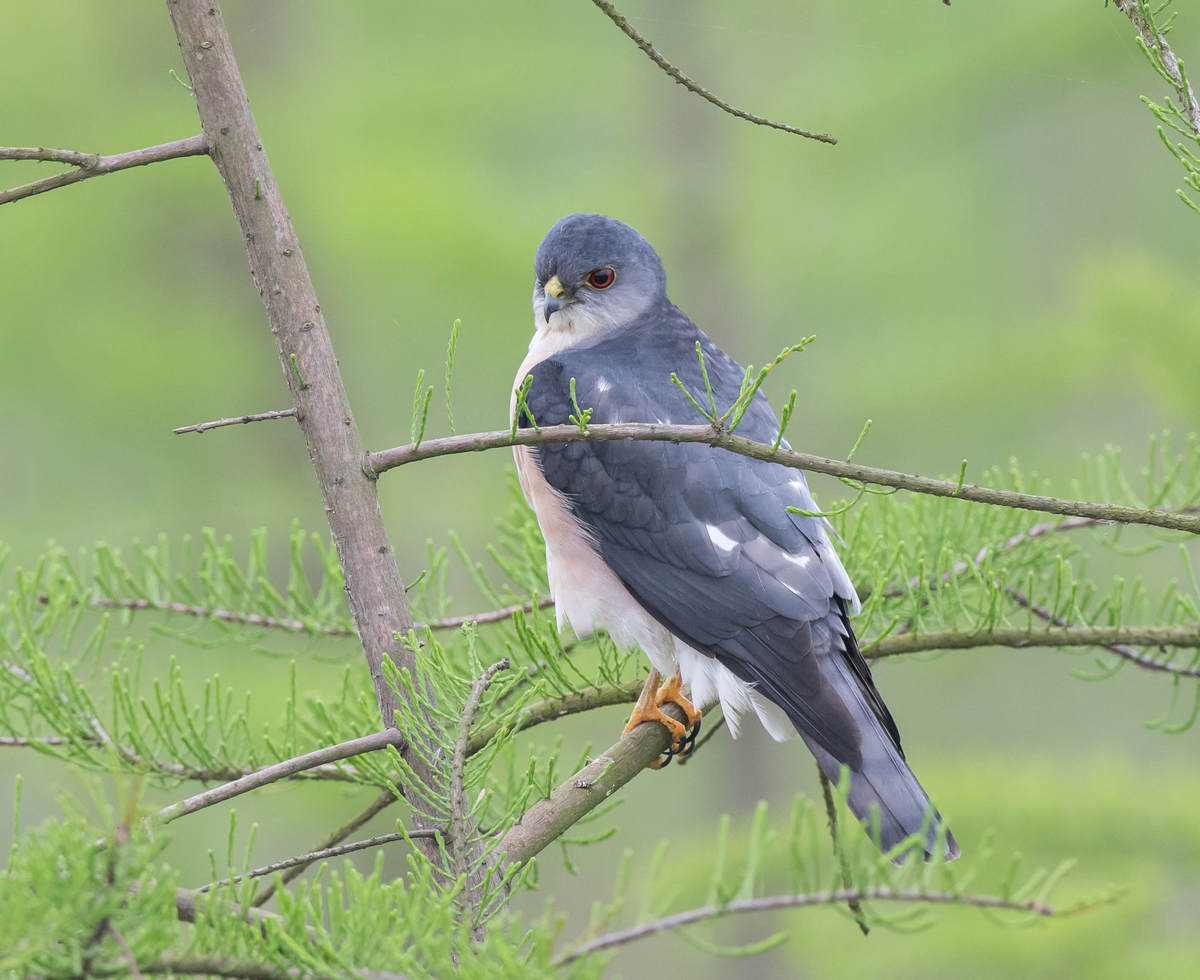 Raptors of Nanhui, Shanghai - 10,000 Birds
