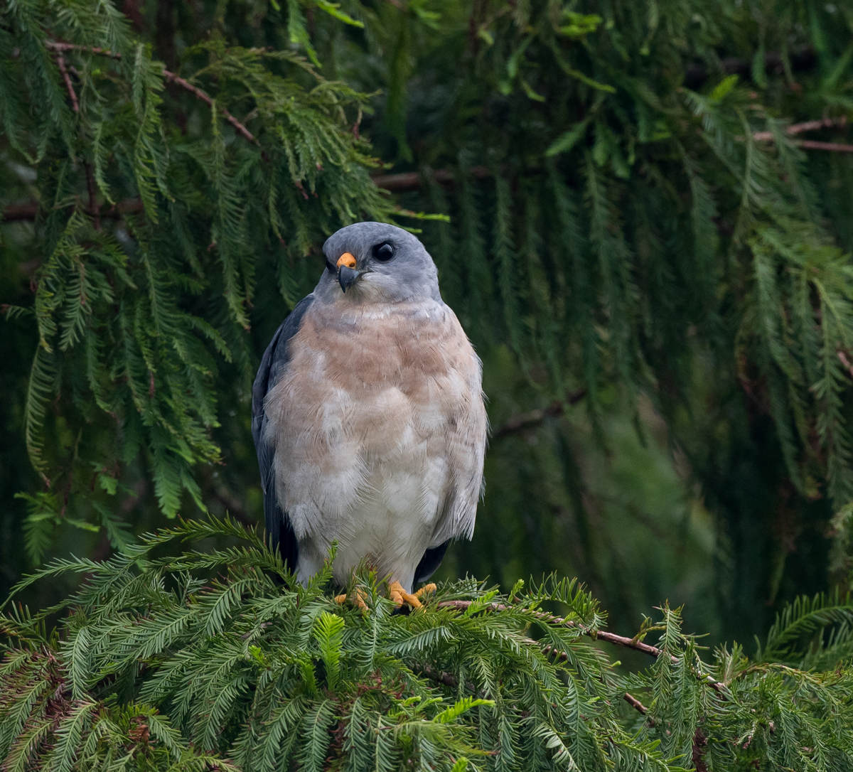 Raptors of Nanhui, Shanghai - 10,000 Birds