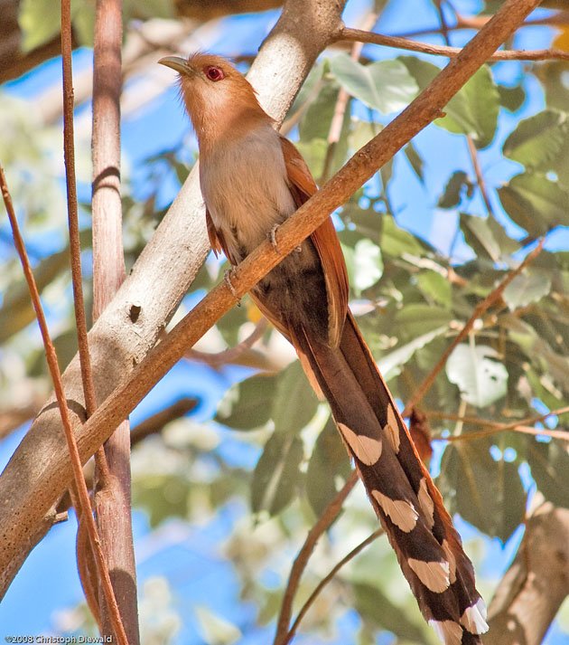 The Squirrel Cuckoo in Photos - 10,000 Birds
