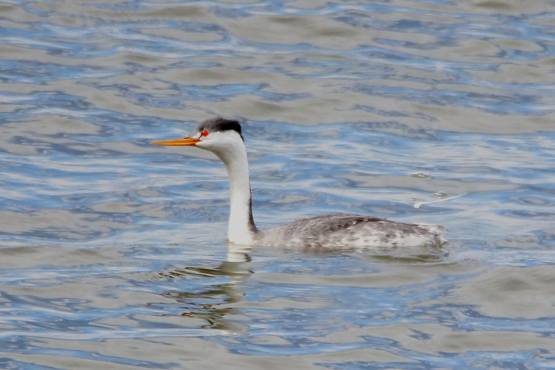 All Is Not Lost - 10,000 Birds