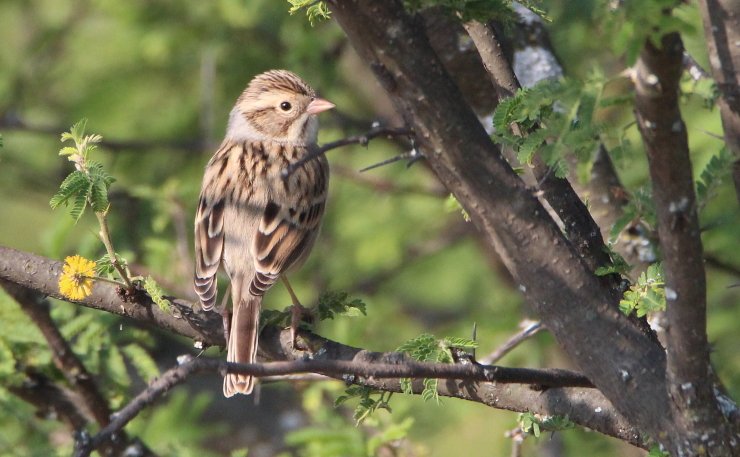Where the Sparrows Are - 10,000 Birds