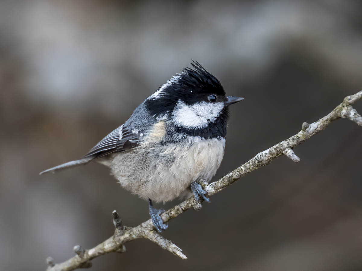 Some Winter Passerines on Hokkaido - 10,000 Birds