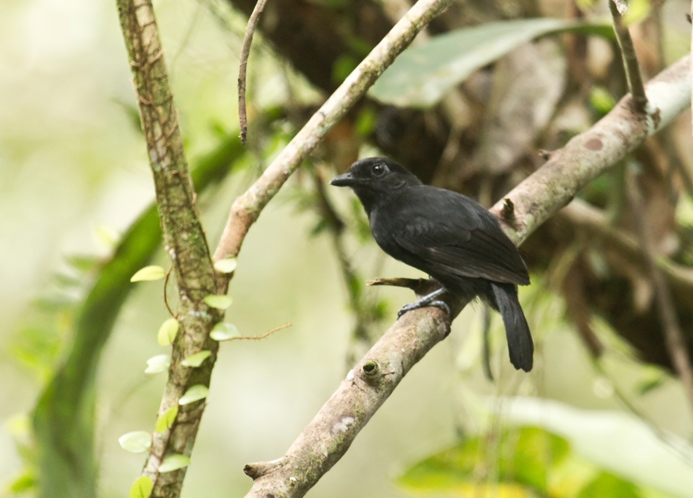 The Cocha Antshrike - 10,000 Birds