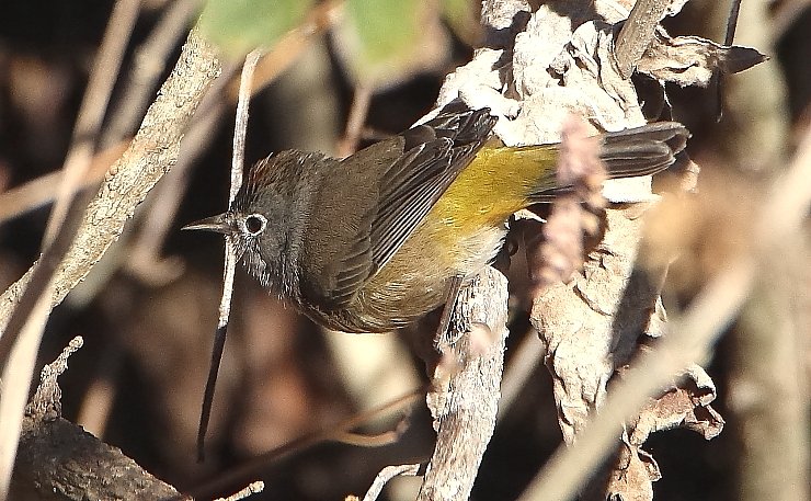 Very Special Birds - 10,000 Birds