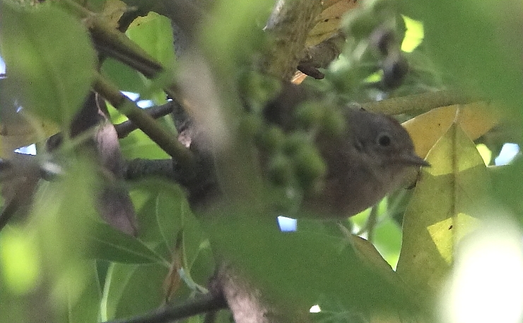 My 10 Best Birds for 2021 - 10,000 Birds