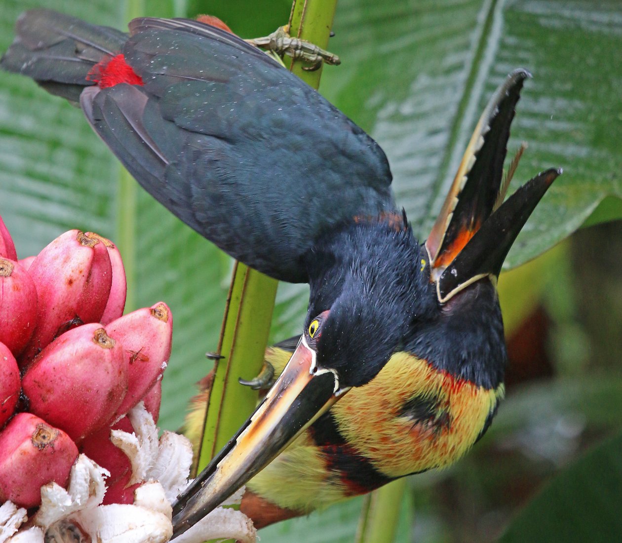 Collared Aracari at Finca Luna Nueva Lodge, Costa Rica - 10,000 Birds