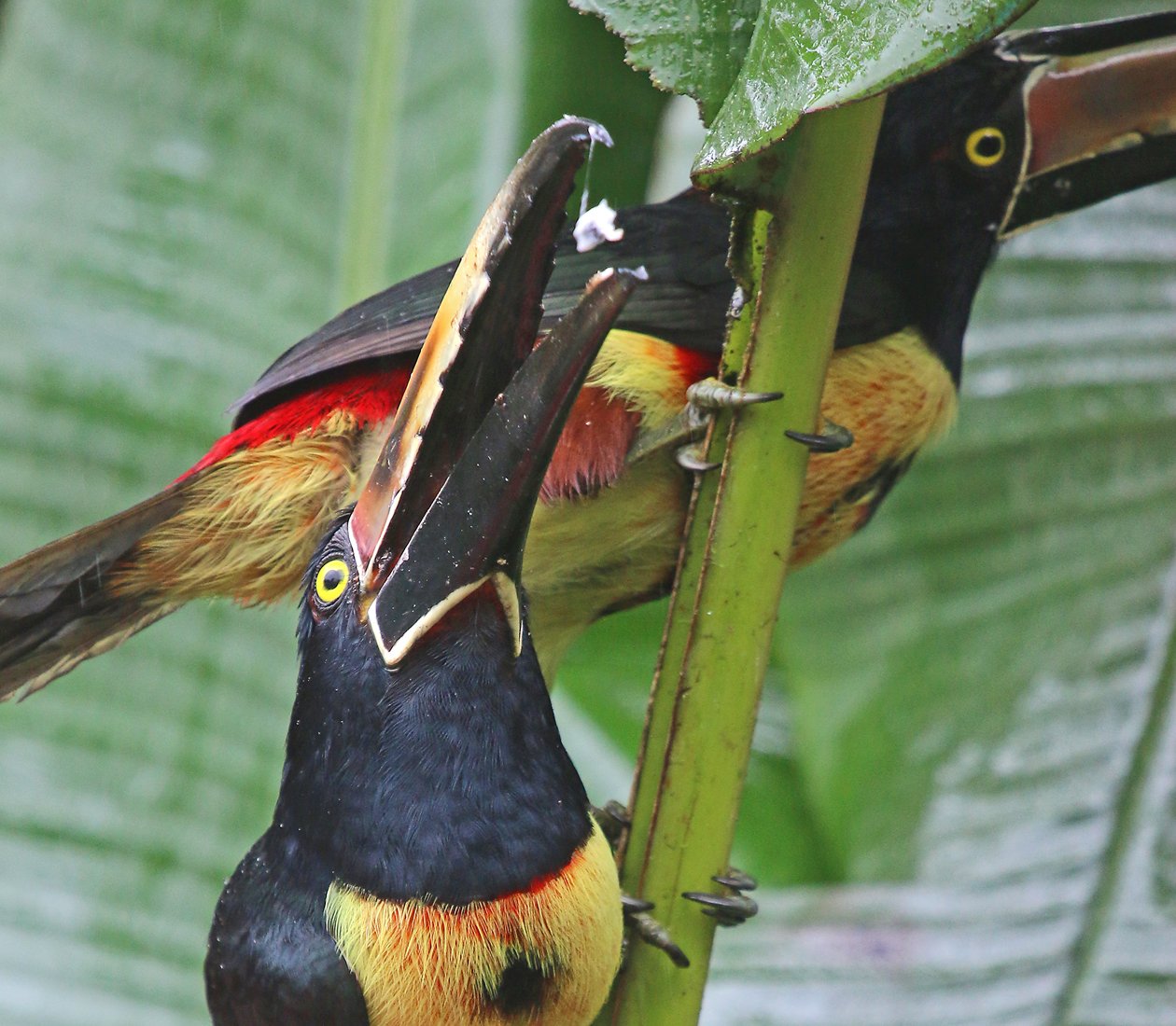 Collared Aracari at Finca Luna Nueva Lodge, Costa Rica - 10,000 Birds