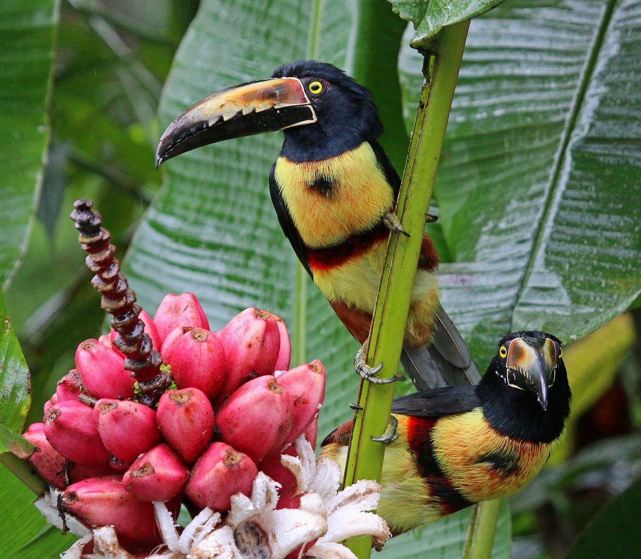Collared Aracari at Finca Luna Nueva Lodge, Costa Rica - 10,000 Birds
