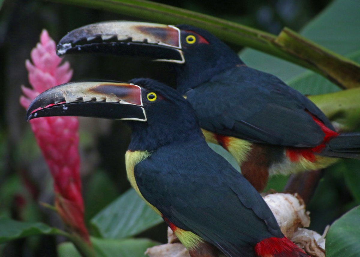 Collared Aracari at Finca Luna Nueva Lodge, Costa Rica - 10,000 Birds
