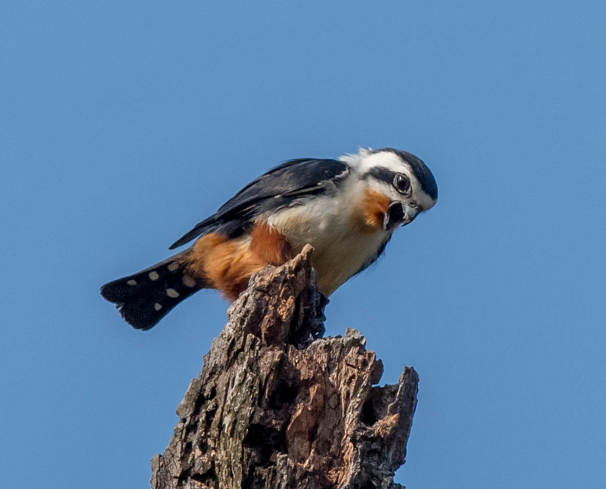 Birding Hongbenghe, Yunnan - 10,000 Birds