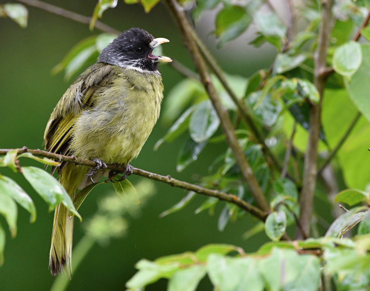 Some common birds of Shennongjia, China - 10,000 Birds