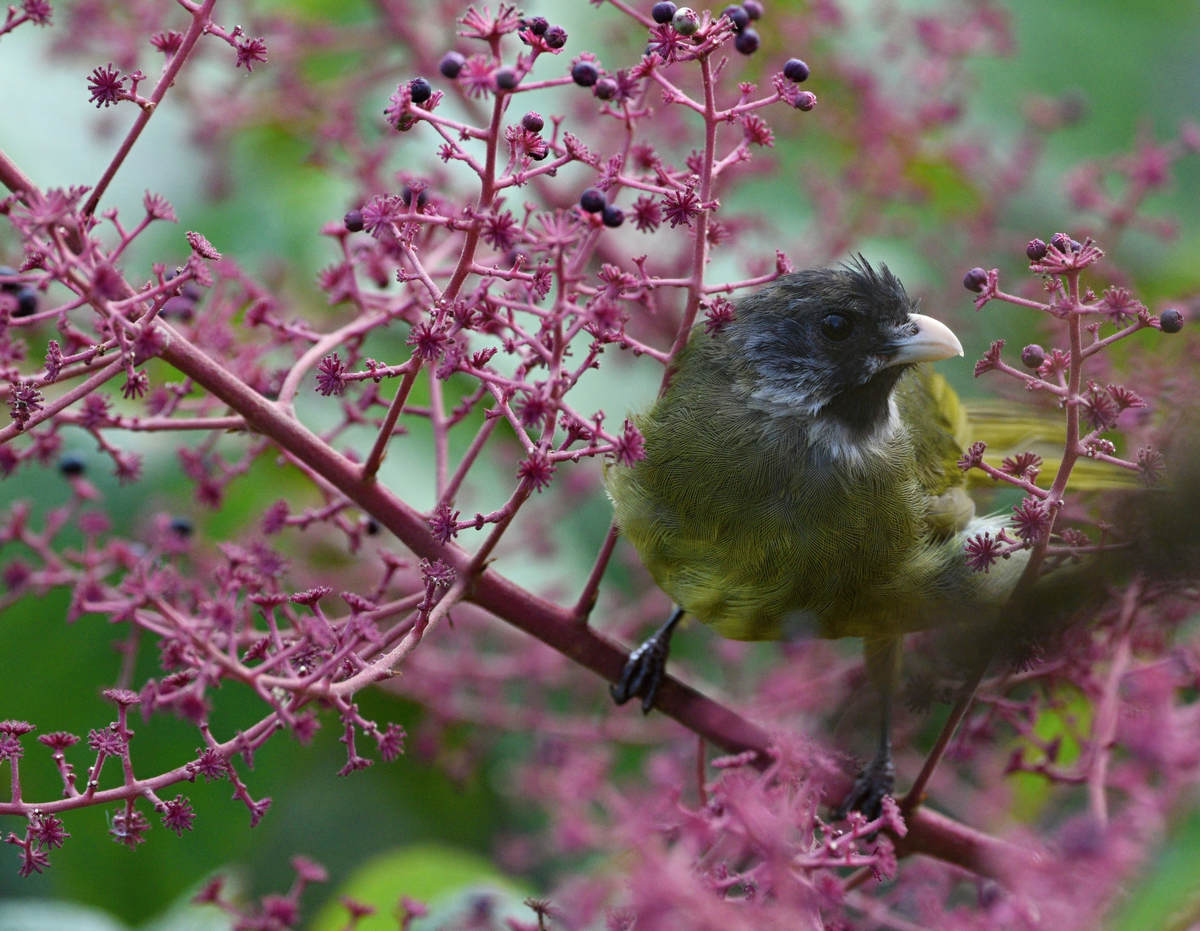 Some common birds of Shennongjia, China - 10,000 Birds
