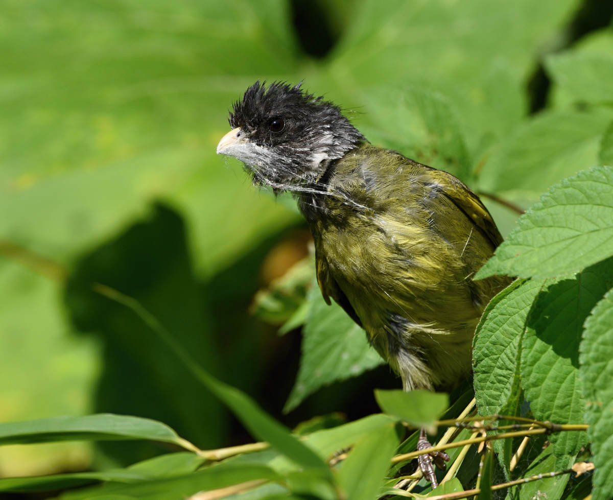 Some common birds of Shennongjia, China - 10,000 Birds
