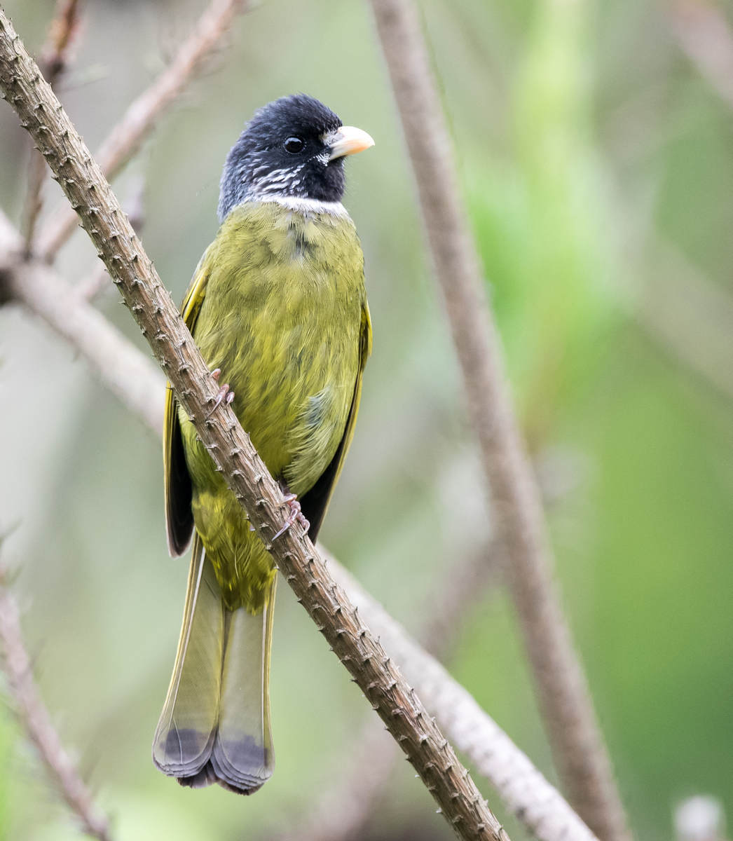 Birding Wuyuan, China - 10,000 Birds