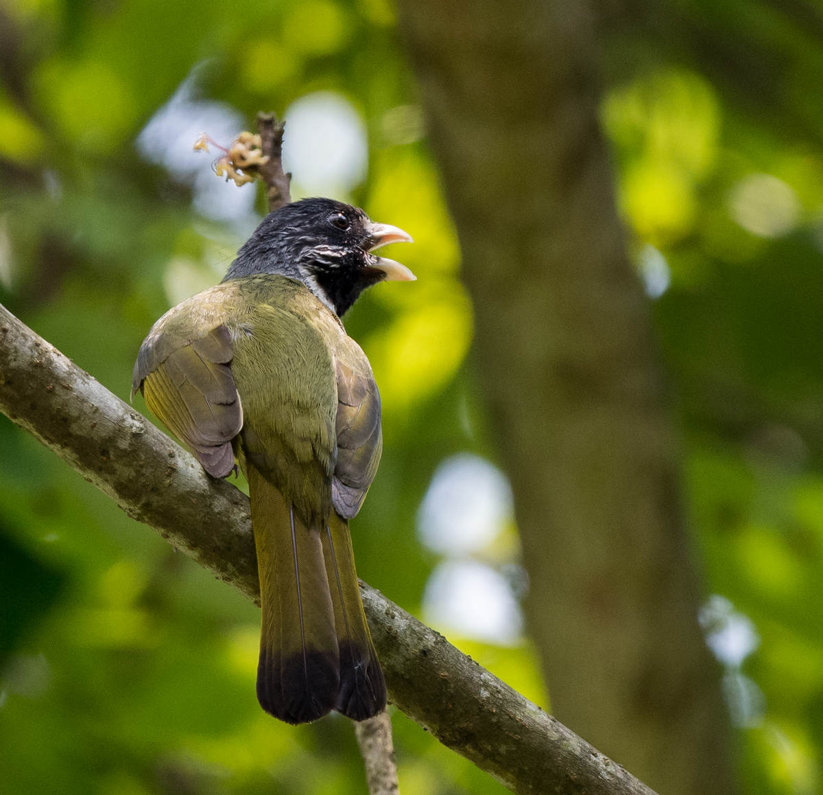 Birding Wuyuan, China - 10,000 Birds