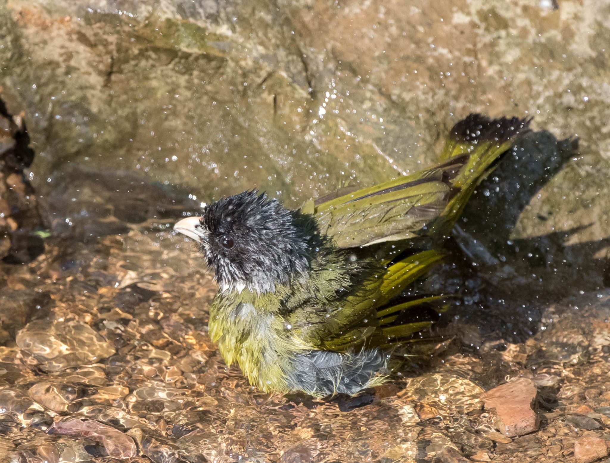 Wet Birds - 10,000 Birds