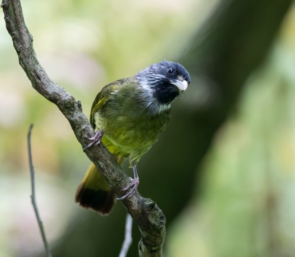 Nanhui, Shanghai in August - 10,000 Birds