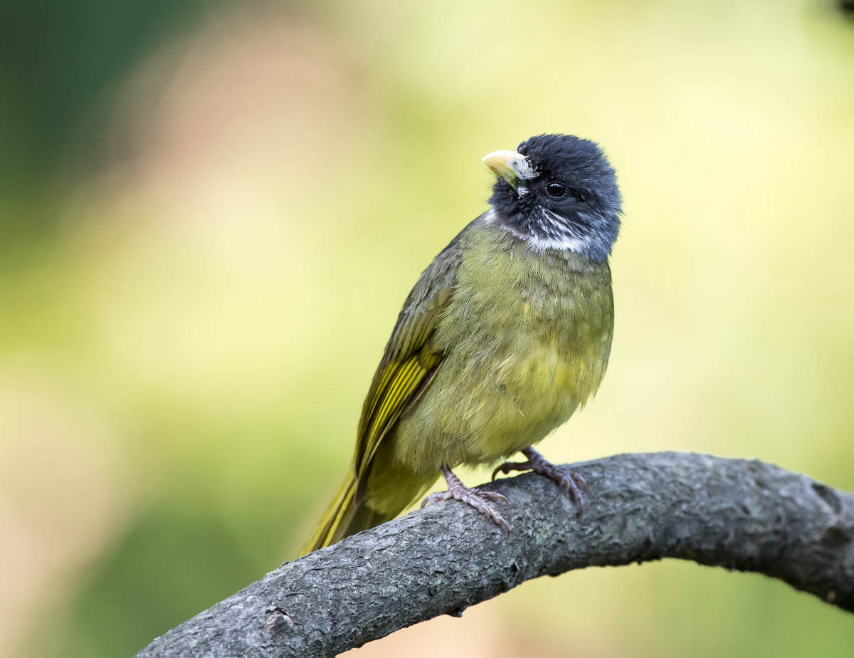 Some common birds of Shennongjia, China - 10,000 Birds