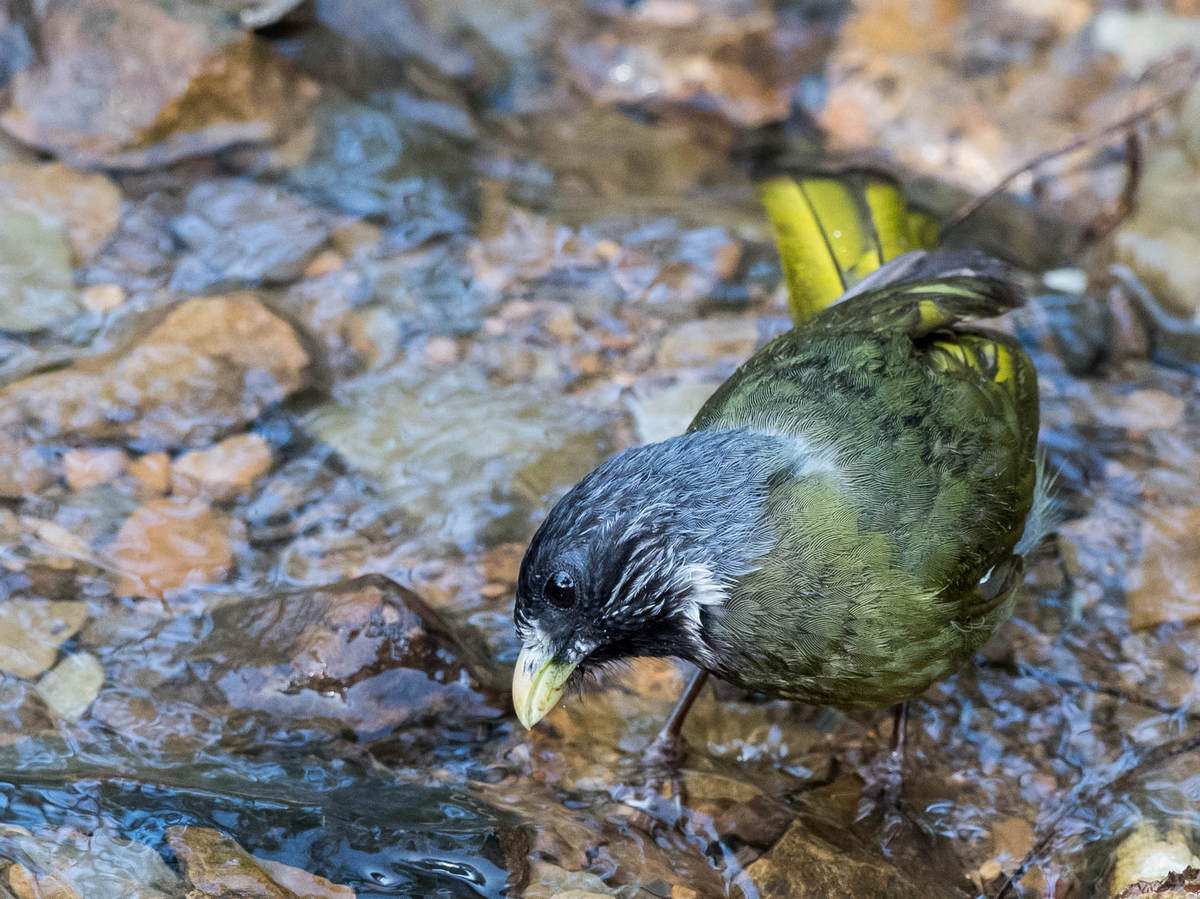 Some common birds of Shennongjia, China - 10,000 Birds
