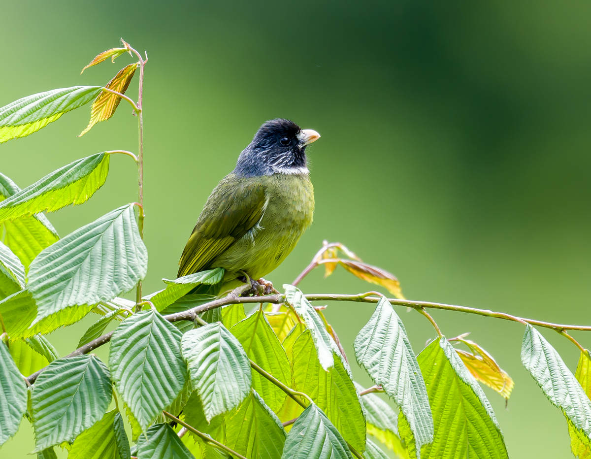 The Collared Finchbill - 10,000 Birds