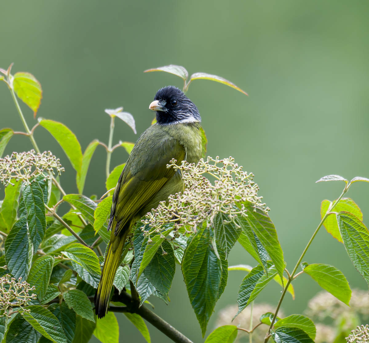 The Collared Finchbill - 10,000 Birds