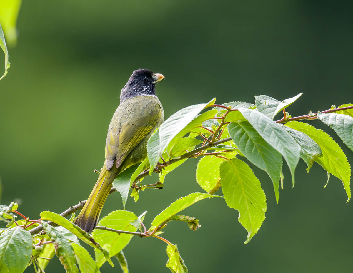 The Collared Finchbill - 10,000 Birds