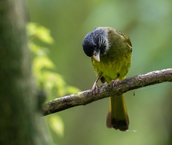 Summer birding in Shanghai - 10,000 Birds