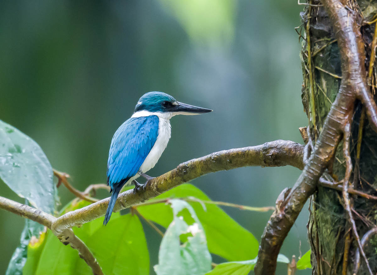 Birding Sukau, Sabah, Borneo - 10,000 Birds