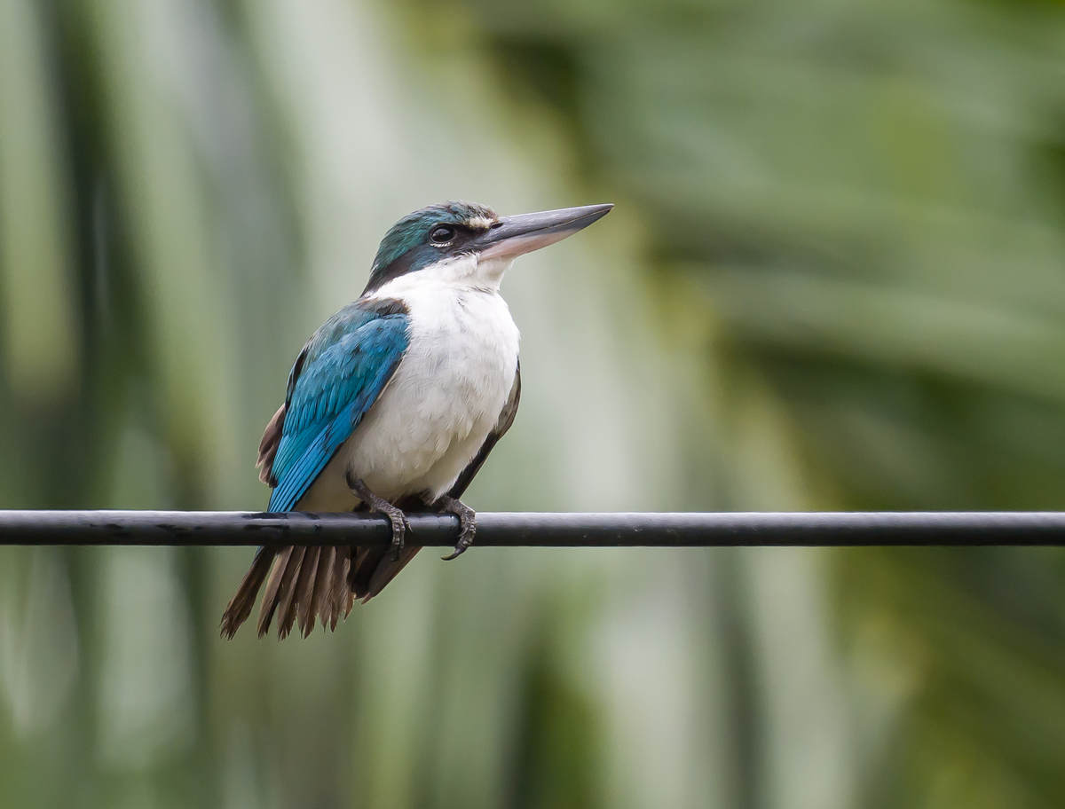 Birding Sukau, Sabah, Borneo - 10,000 Birds