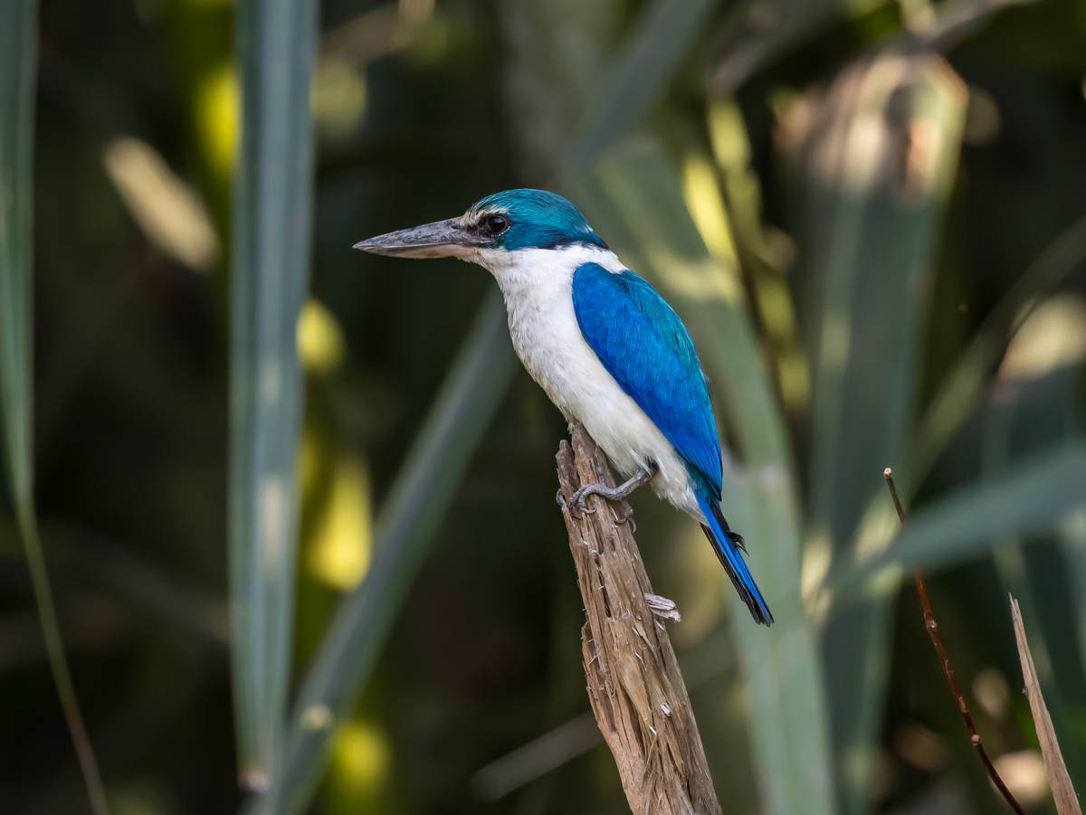 Birding Ho Chi Minh City, Vietnam - 10,000 Birds