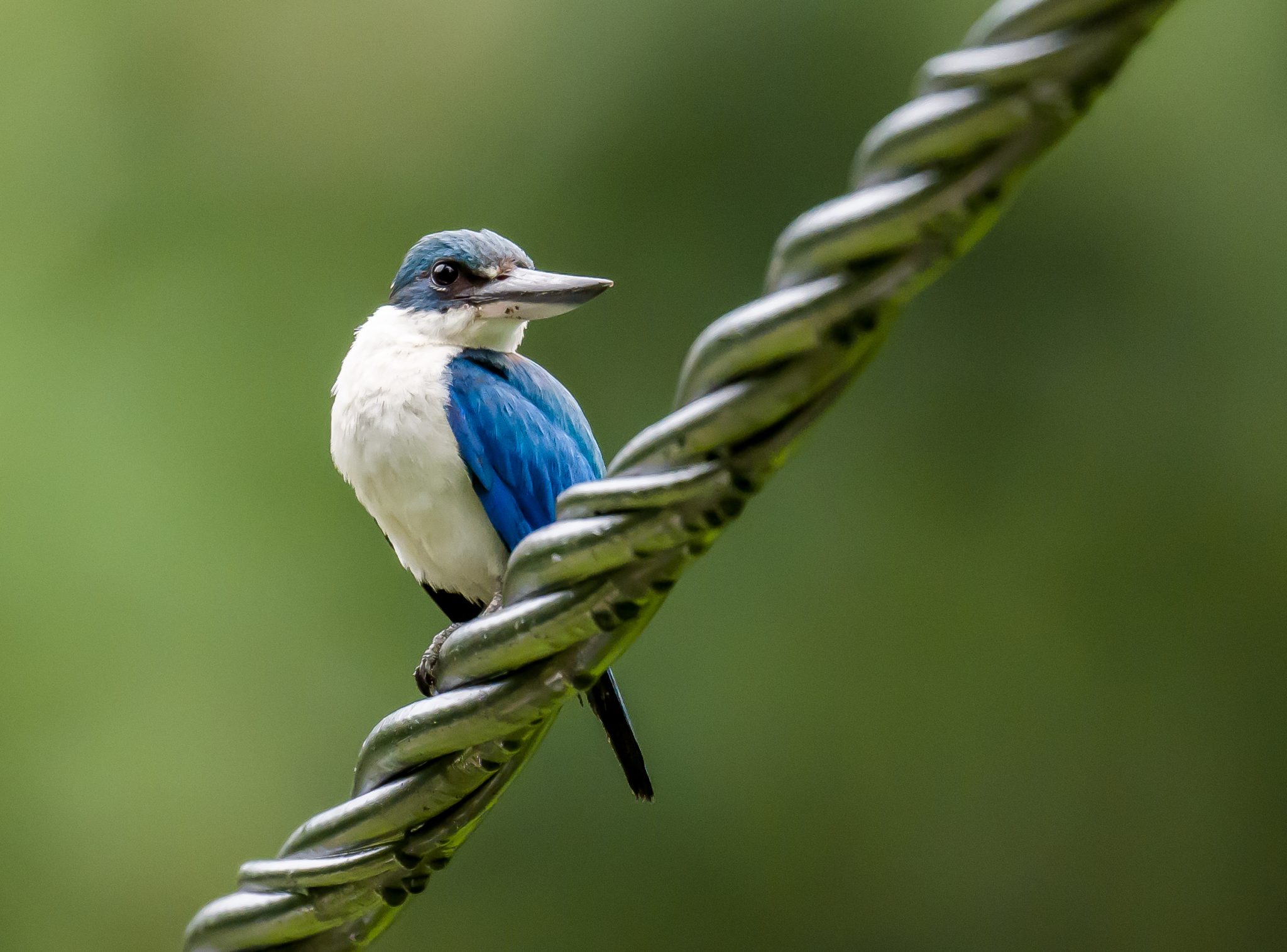 Birding Tabin, Sabah, Borneo - 10,000 Birds
