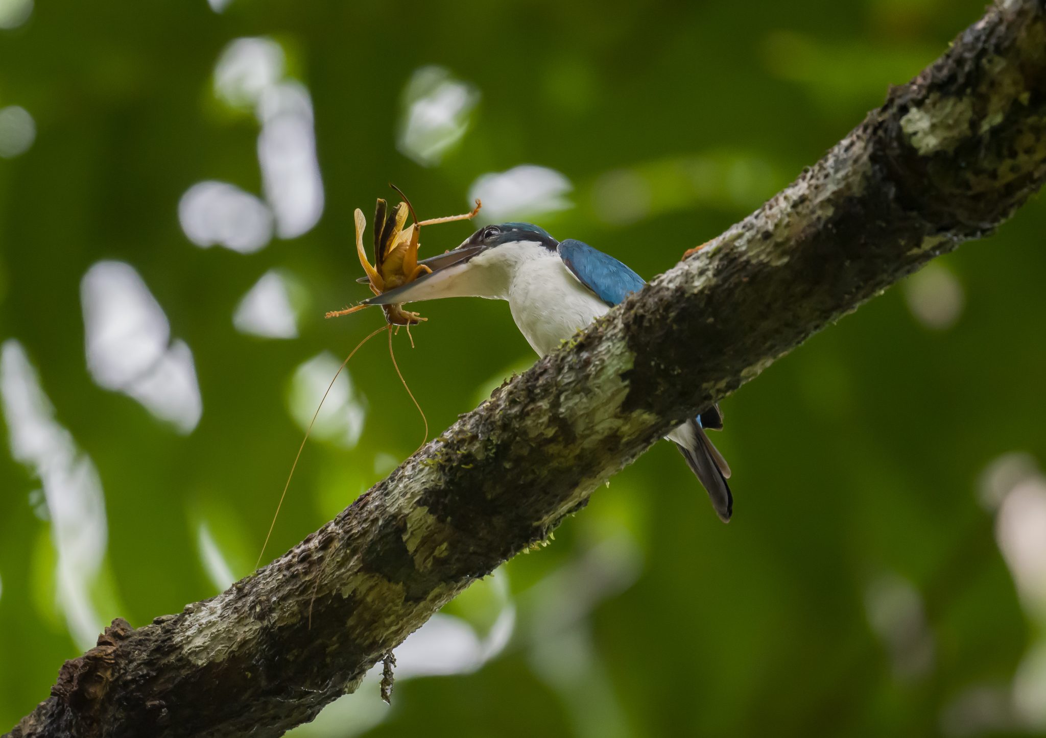 Birding Tabin, Sabah, Borneo - 10,000 Birds