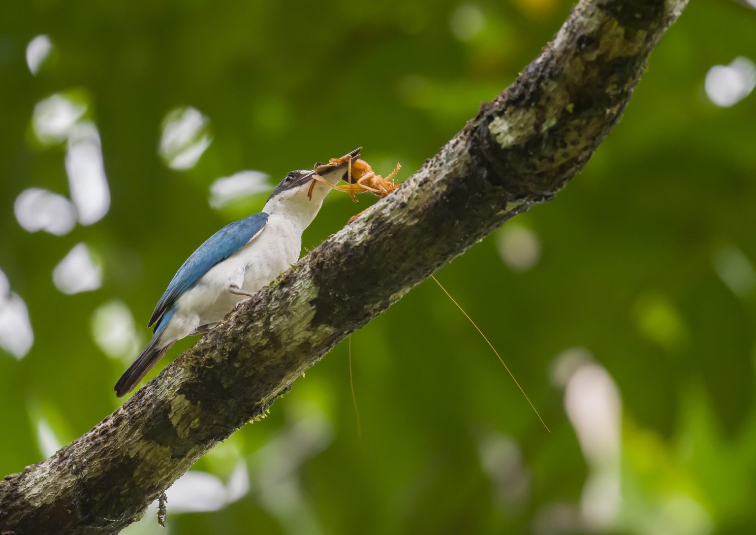 Birding Tabin, Sabah, Borneo - 10,000 Birds