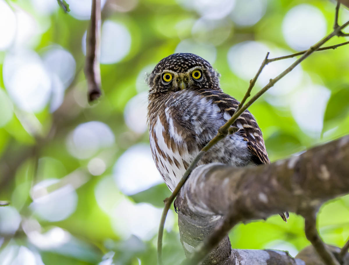 Birding Jianfengling, Hainan (A-H) - 10,000 Birds