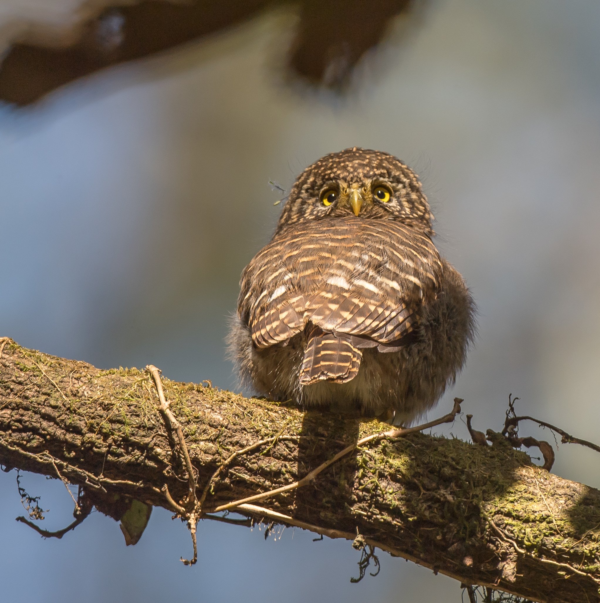 Birding Laifengshan, Tengchong, Yunnan, China - 10,000 Birds