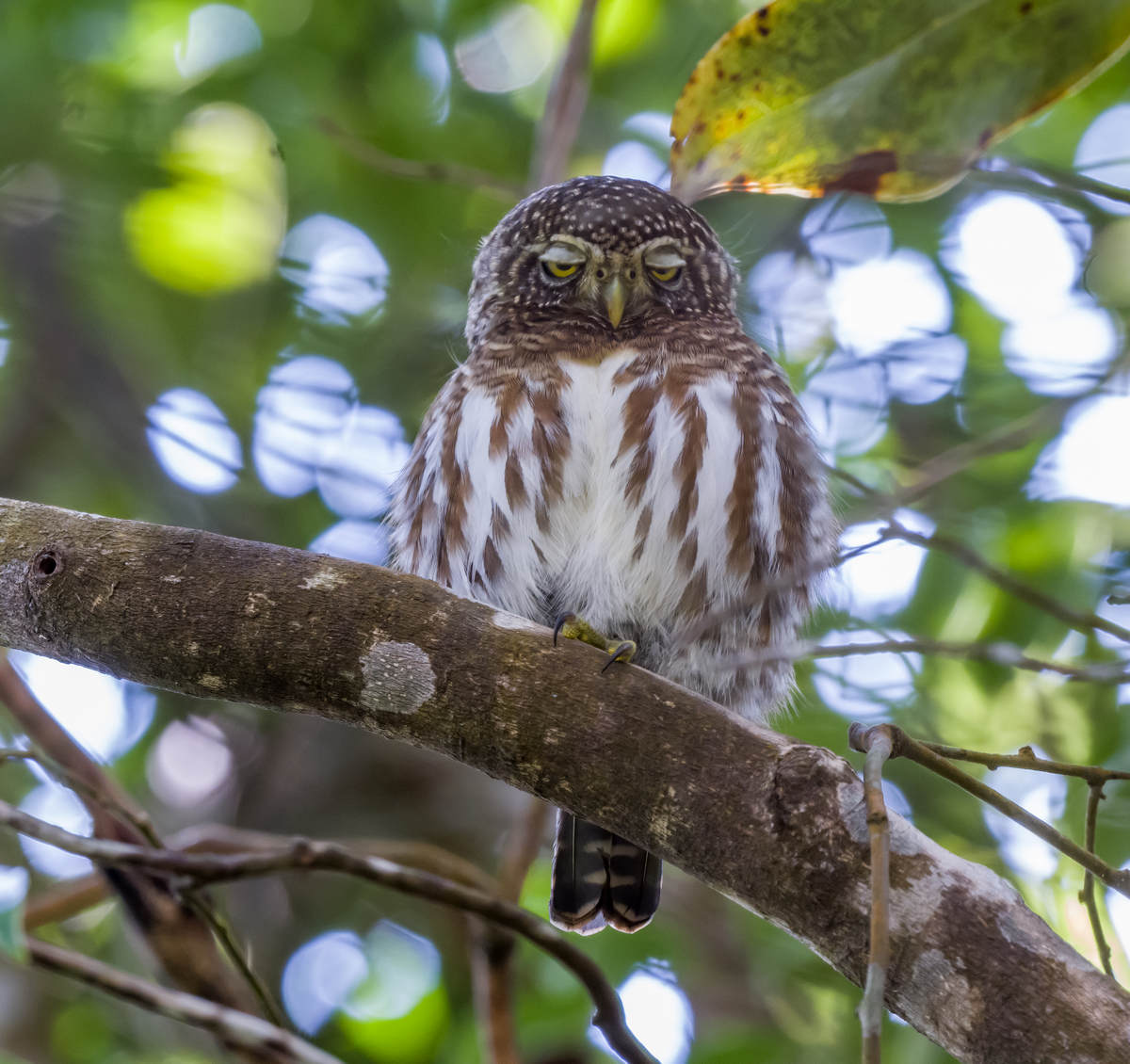 Birding Jianfengling, Hainan (A-H) - 10,000 Birds