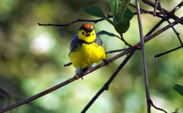 The Cutest Birds in Costa Rica – 10,000 Birds