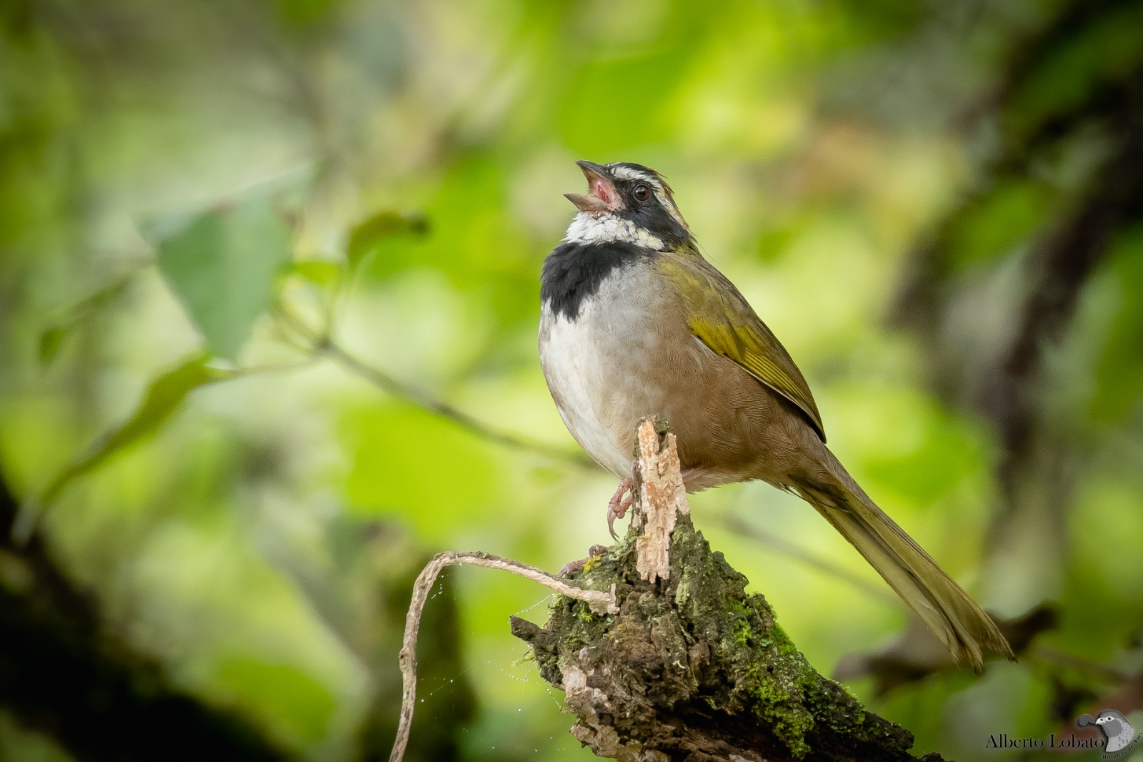 Our Very Own Hybrid - 10,000 Birds