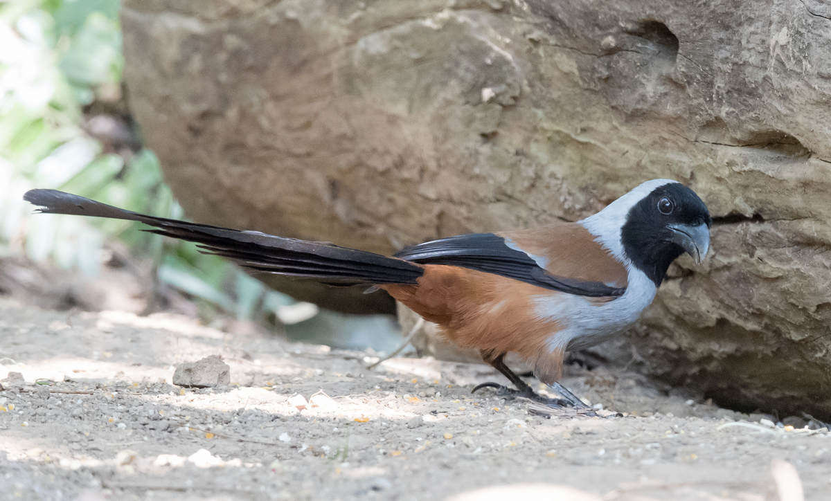 Birding Hongbenghe, Yunnan - 10,000 Birds