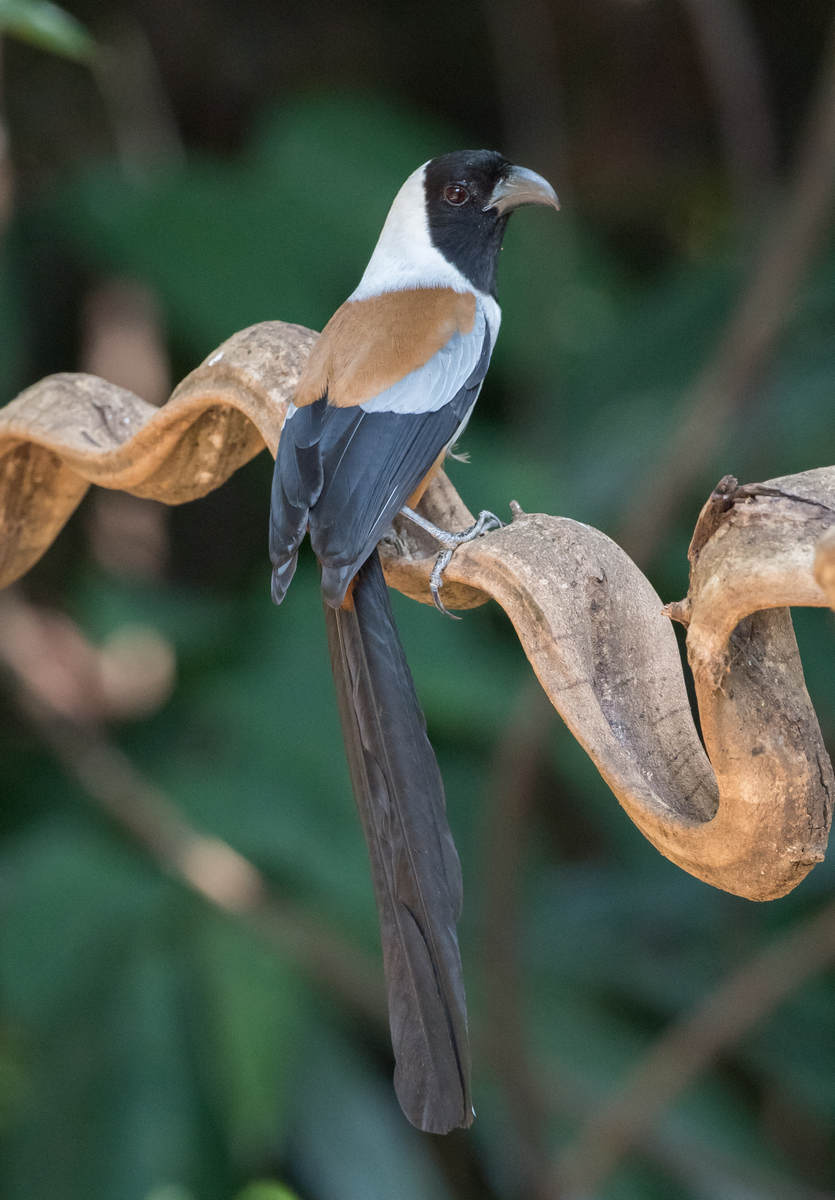 Birding Hongbenghe, Yunnan - 10,000 Birds
