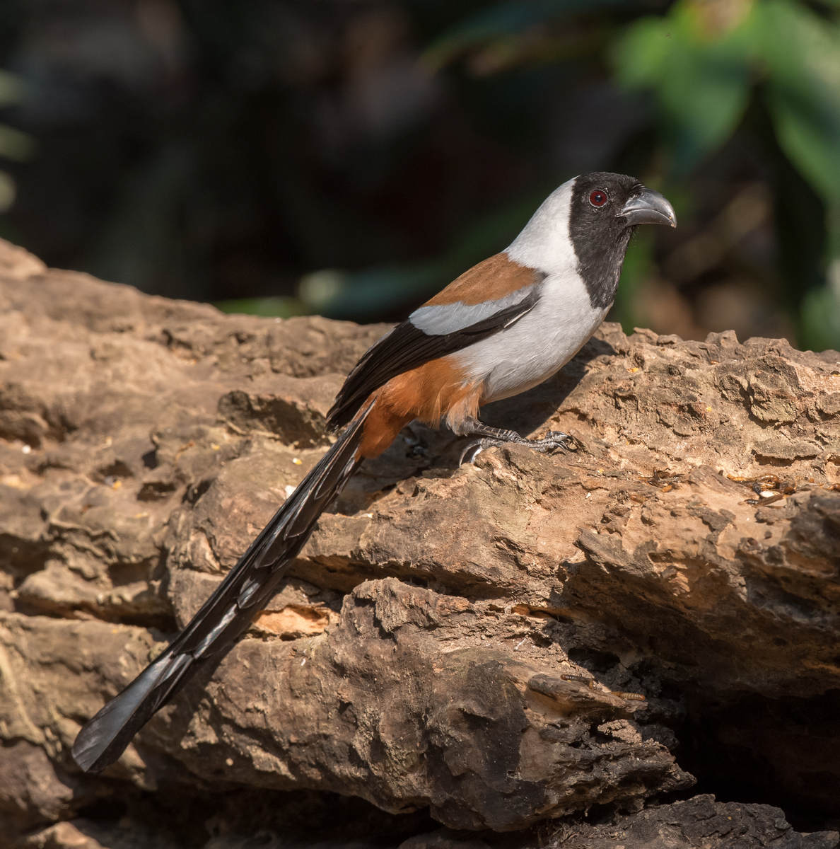 Birding Hongbenghe, Yunnan - 10,000 Birds