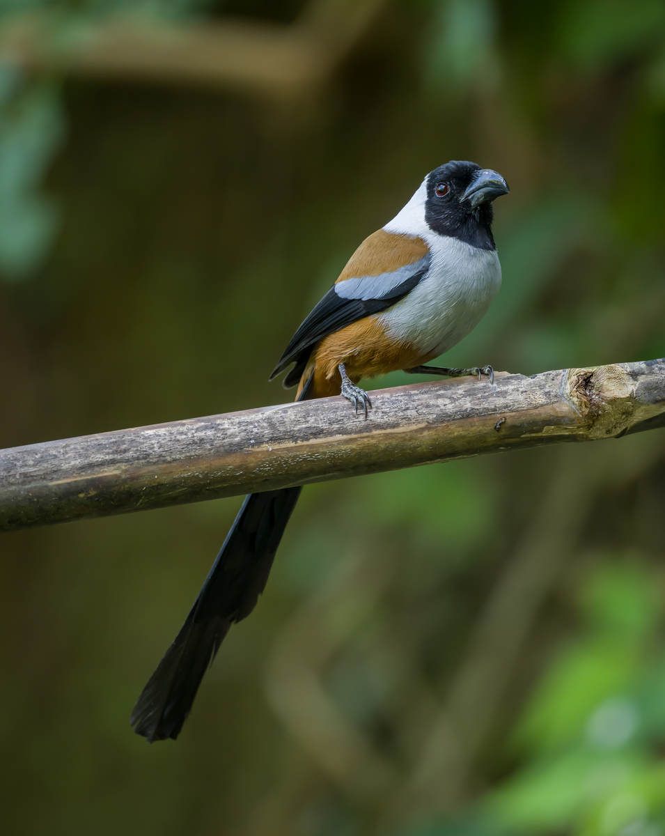 Birding Hongbenghe, Yunnan (Part 3) - 10,000 Birds