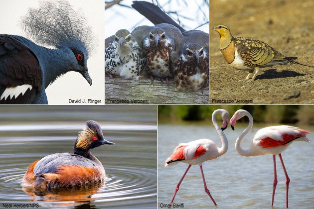 Here’s the new bird family tree. It’s amazing. - 10,000 Birds