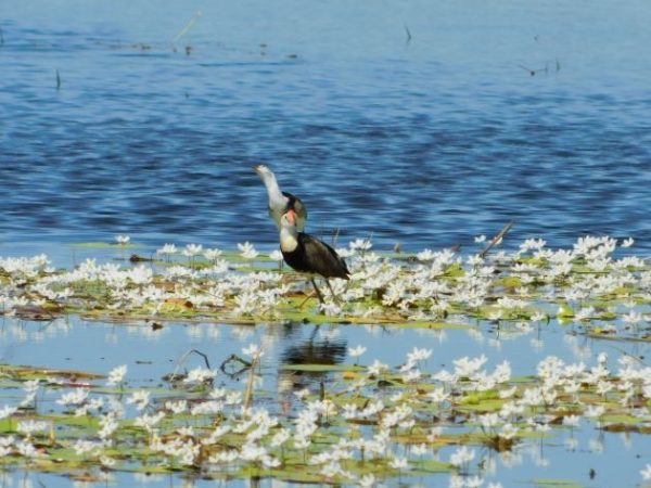 Comb-crested Jacanas breeding near Broome - 10,000 Birds