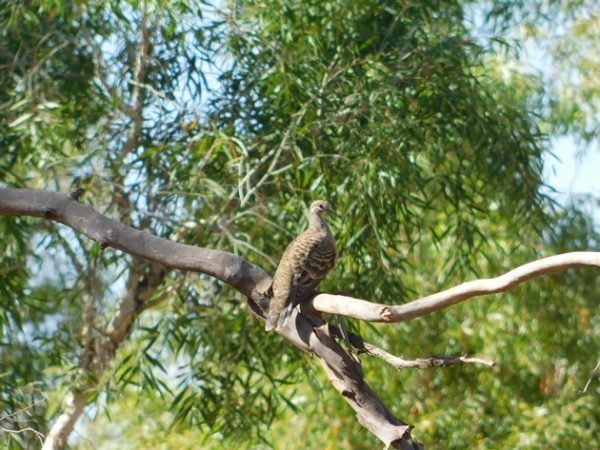 A Pilbara pool - 10,000 Birds