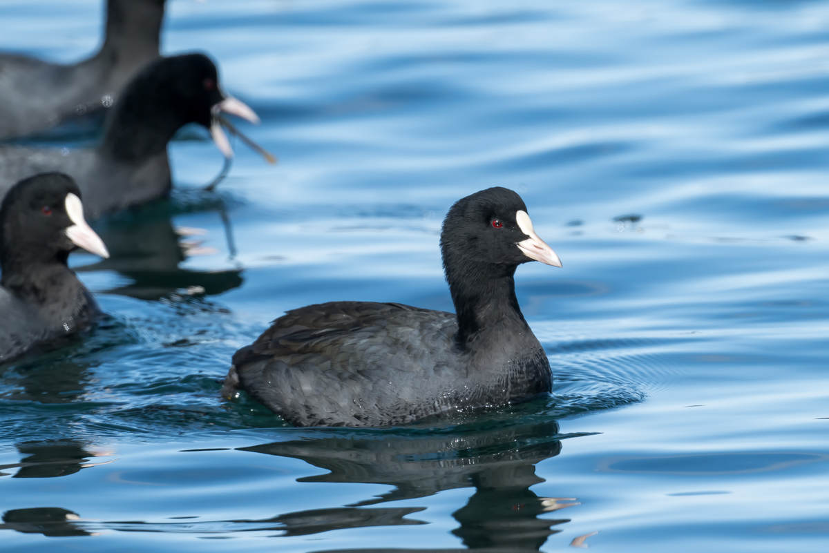 Some Hokkaido Ducks in Winter - 10,000 Birds
