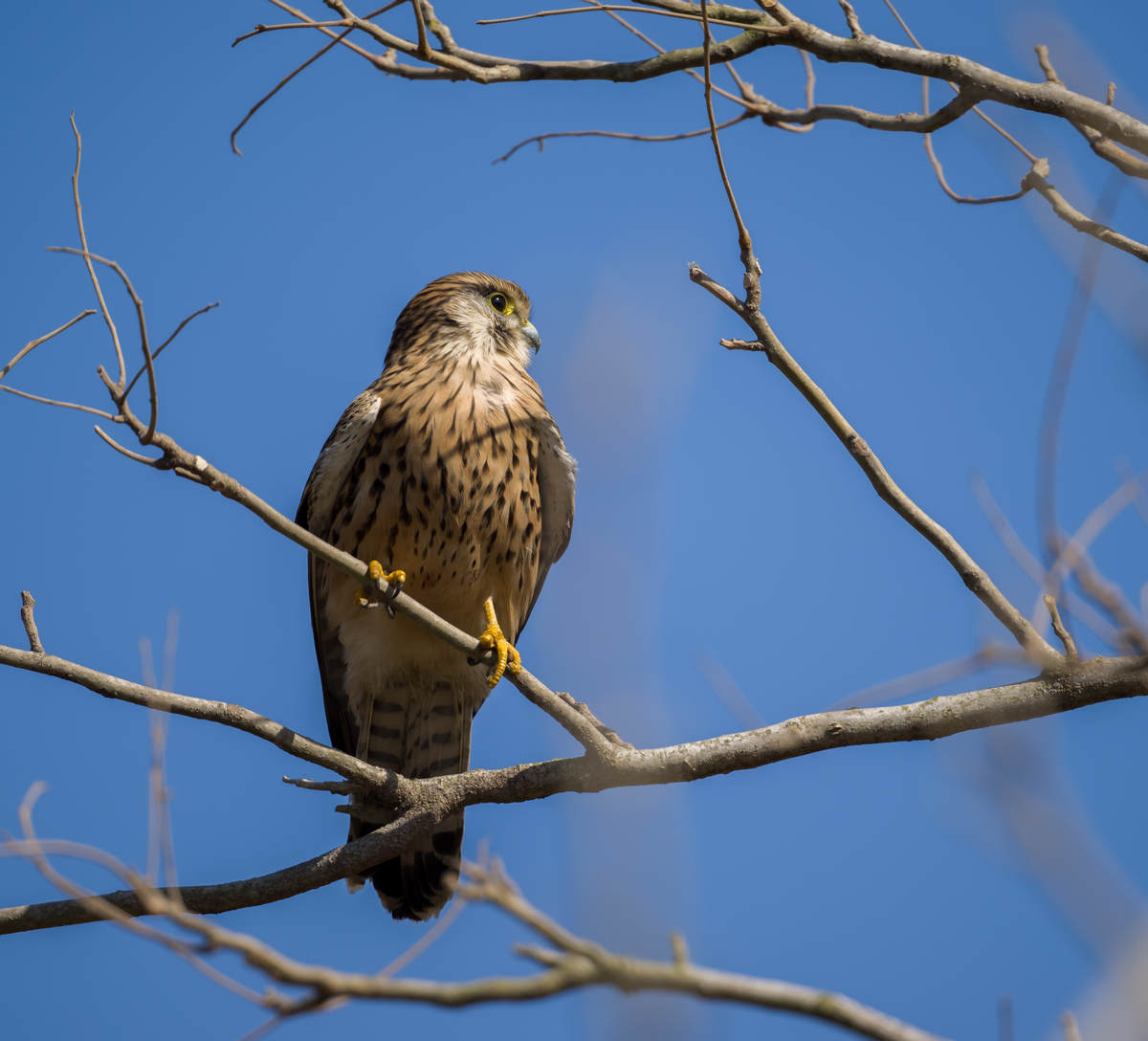 Birding Shanghai in December 2023 - 10,000 Birds