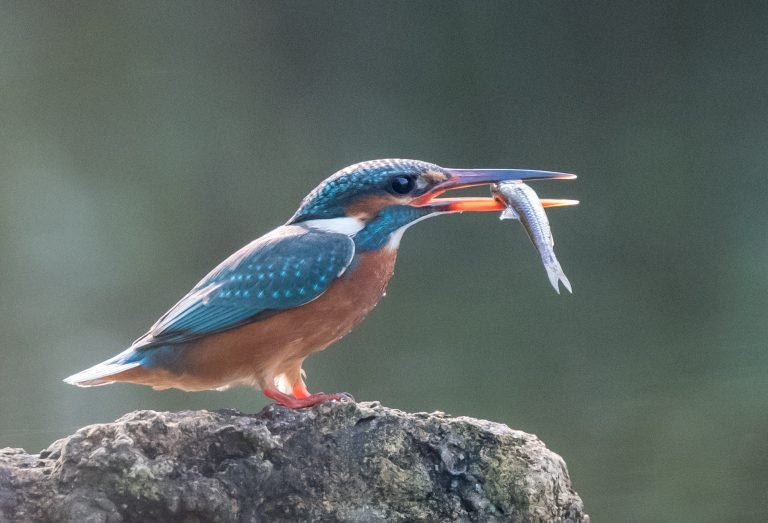 The 20 most common birds in Shanghai (Part 1) - 10,000 Birds