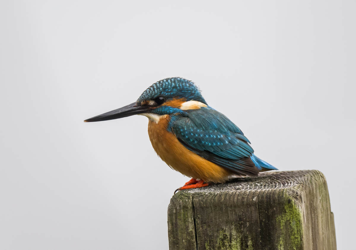 Birding Jianfengling, Hainan (A-H) - 10,000 Birds